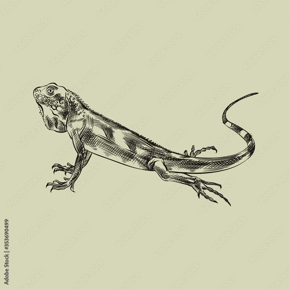 Hand-drawn sketch of Reptiles and amphibian isolated on white ...