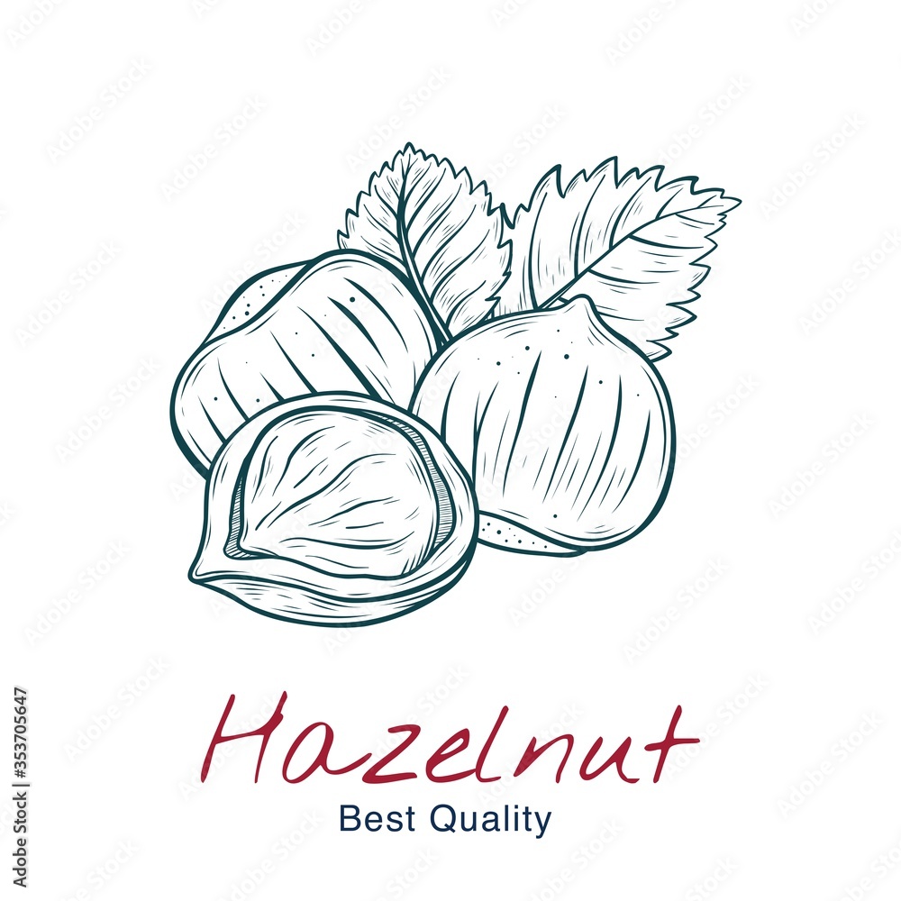 Vector sketch illustration of hazelnut, in shell and without. drawing ...