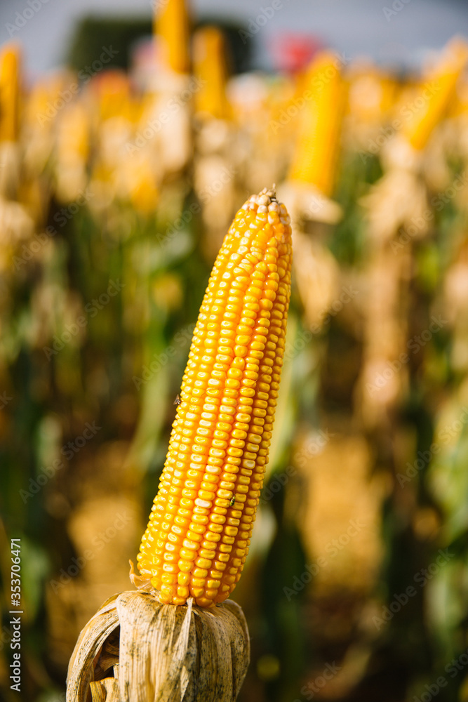 corn on the cob, corn yellow, milho amarelo, plantação de milho, milho ...