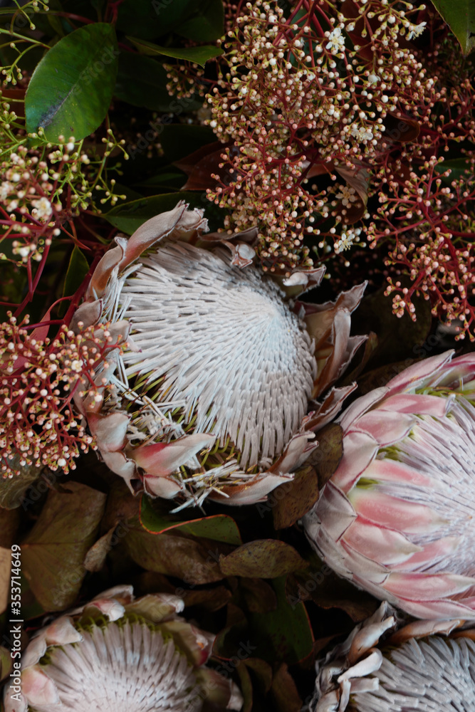 Protea, common name of a genus of South African flowering plants, also ...