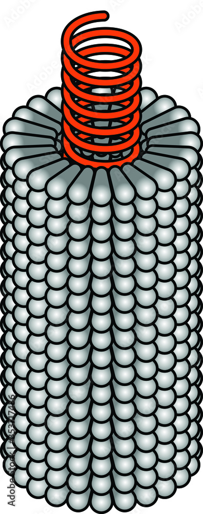 Rod-shaped tobacco mosaic virus with a helical capsid surrounding RNA ...