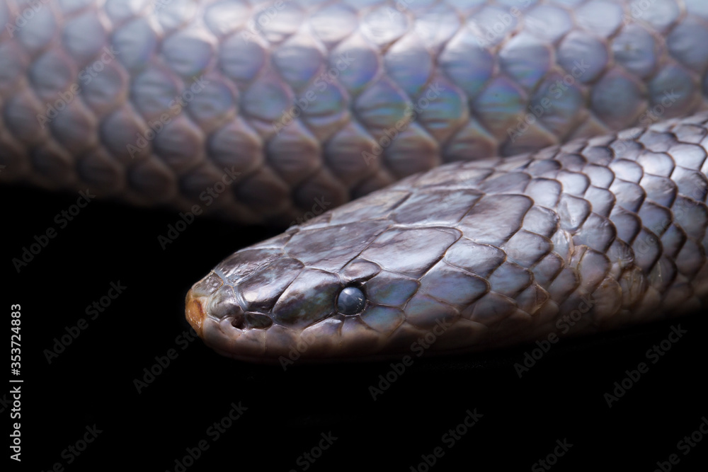 Xenopeltis unicolor Shedding it's Skin. Common names: sunbeam snake is ...