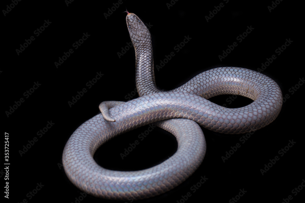 Xenopeltis unicolor Shedding it's Skin. Common names: sunbeam snake is ...