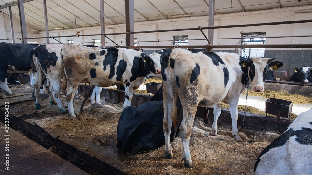 Cows standing in a cow barn look back at the photographer, strange cows ...
