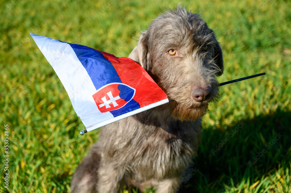 Grey-haired dog in the grass holding the Slovak flag. The dog is of the ...