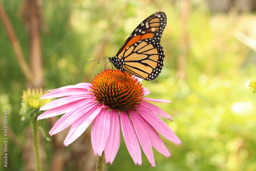 Poster A "Monarch butterfly" (Danaus Plexippus) sipping nectar through ...