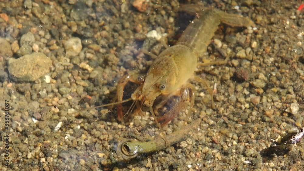 A crayfish in his natural creek environment. Also known as crawfish ...