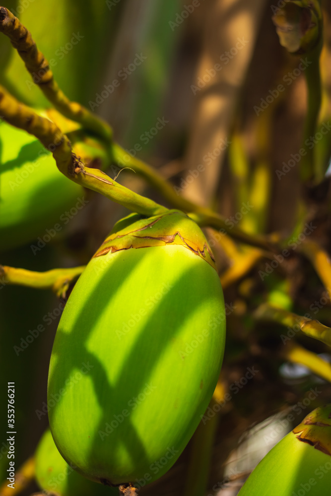 Fresh new born Baby coconuts on a Coconut tree plantation.Cluster of ...