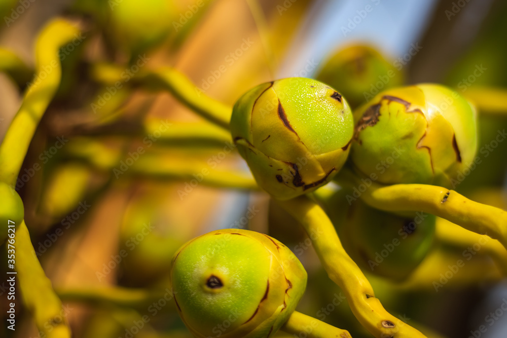 Fresh new born Baby coconuts on a Coconut tree plantation.Cluster of ...