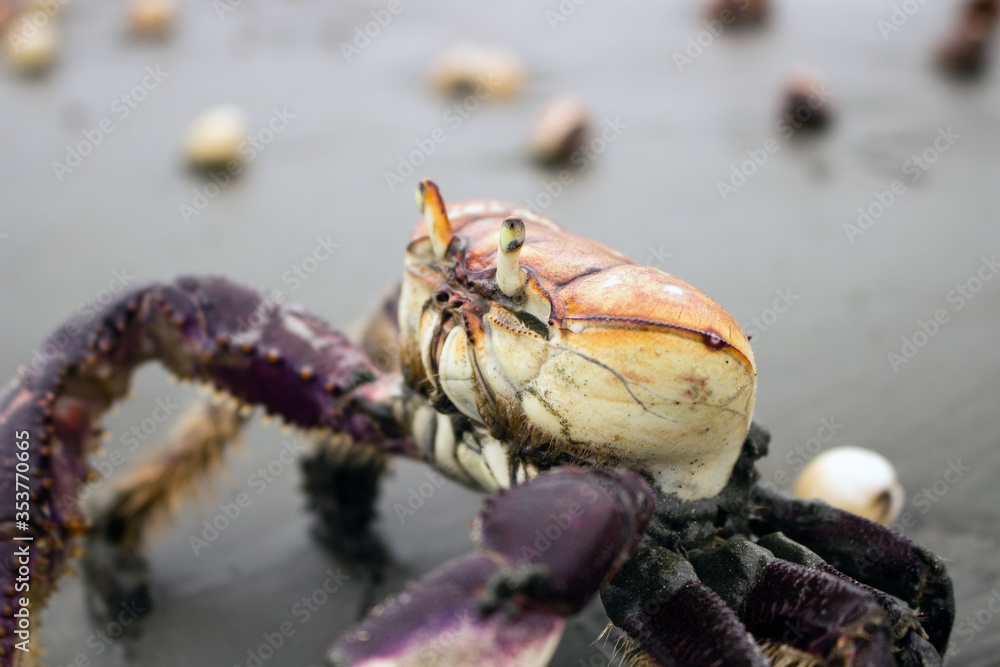 Mangrove crab (Ucides cordatus) known as "caraguejo uçá" walking on the ...