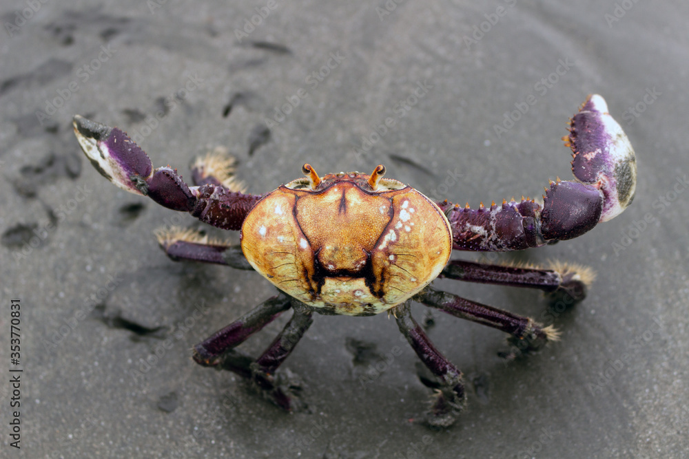 Mangrove crab (Ucides cordatus) known as "caraguejo uçá" walking on the ...