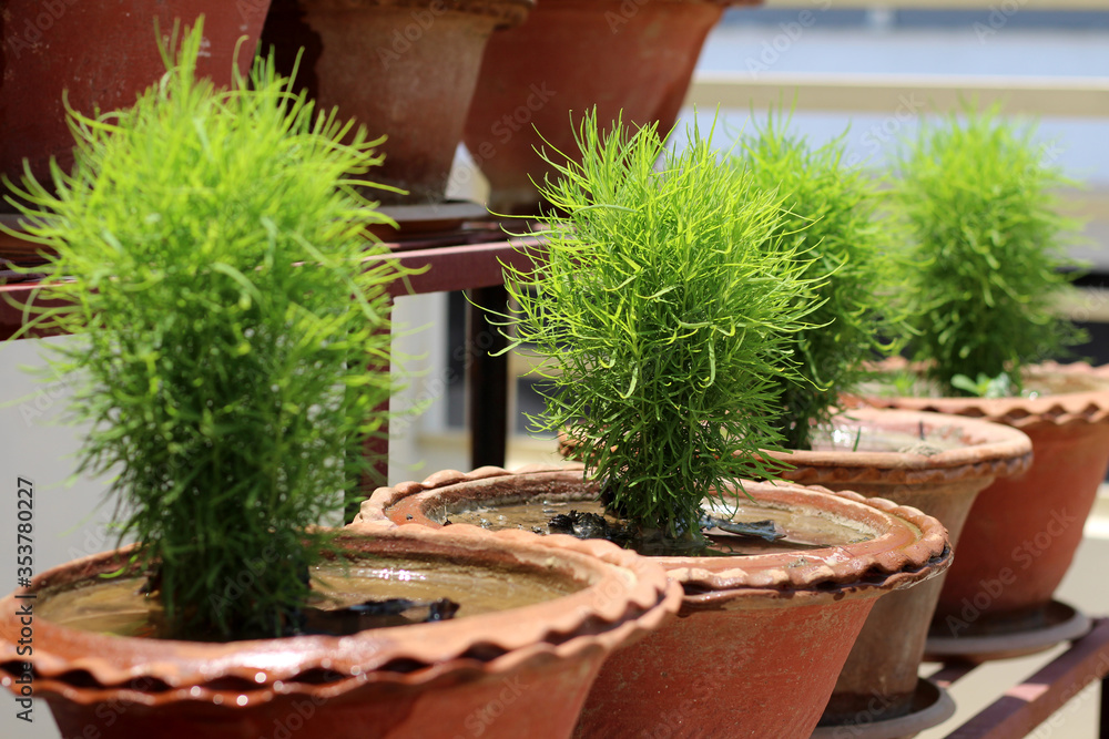 Bassia scoparia (Kochia) the plant of summer. Prayagraj, Uttar Pradesh ...