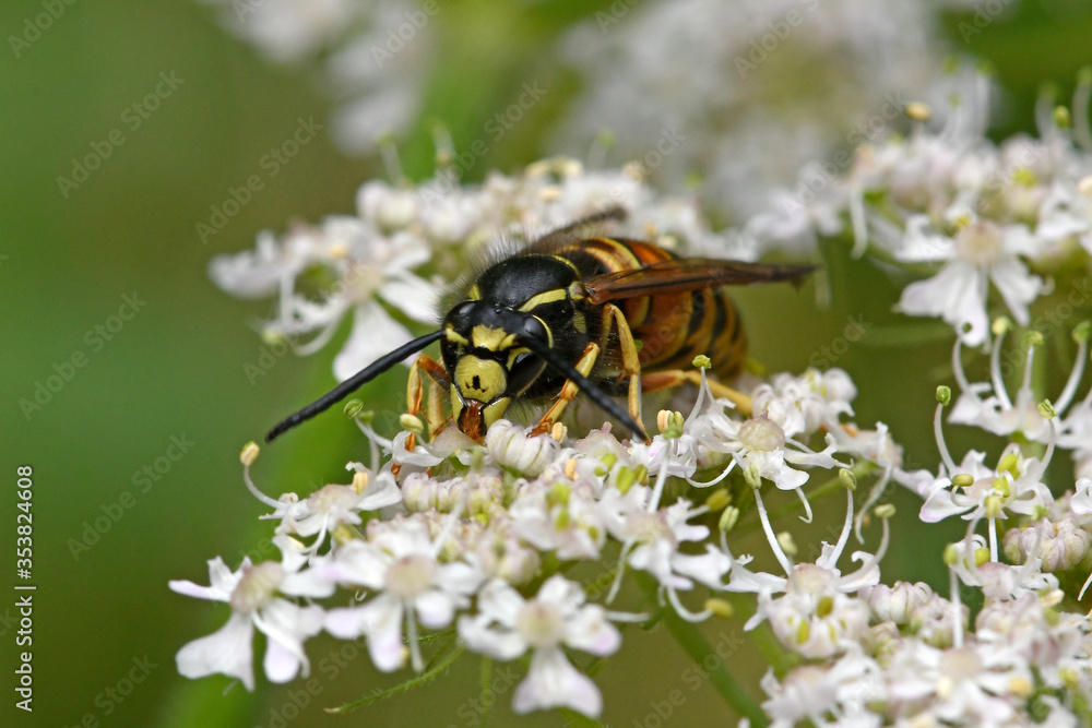 Red wasp / Rote Wespe (Vespula rufa) Stock Photo | Adobe Stock