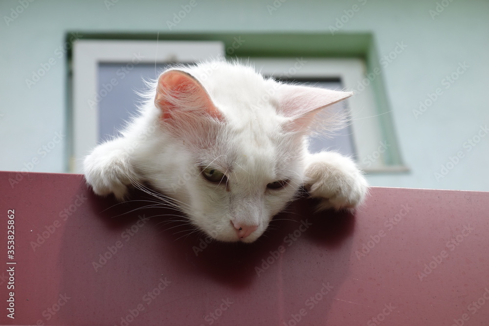 Cute white kitten bending over roof edge looking downwards Stock Photo ...