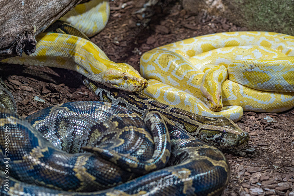 Three python snakes sitting on the ground staring at the same target ...