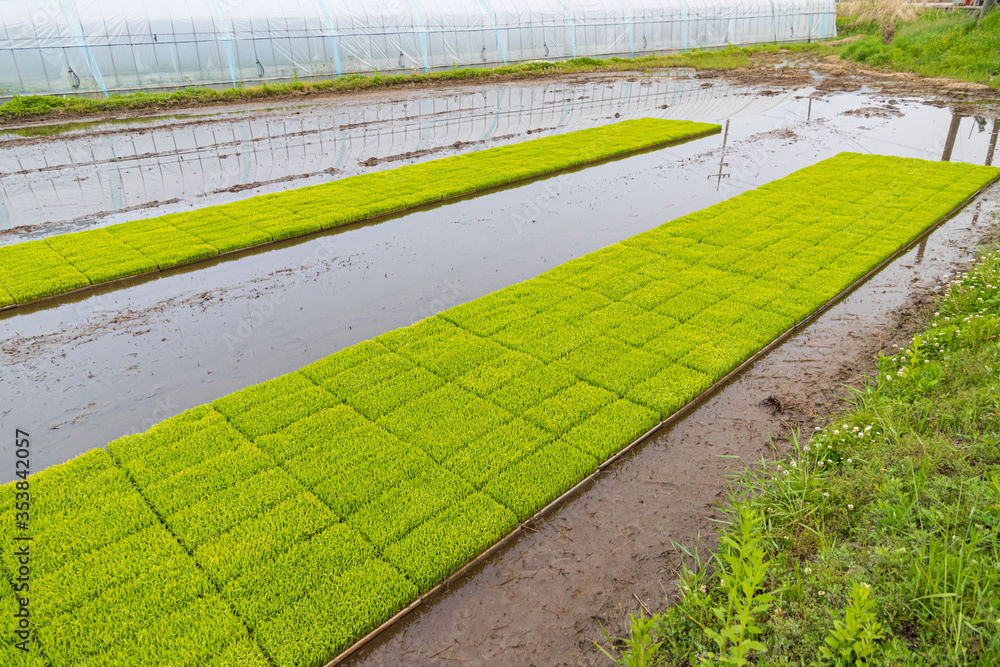 Korean traditional rice farming. Korean rice farming scenery. Korean ...