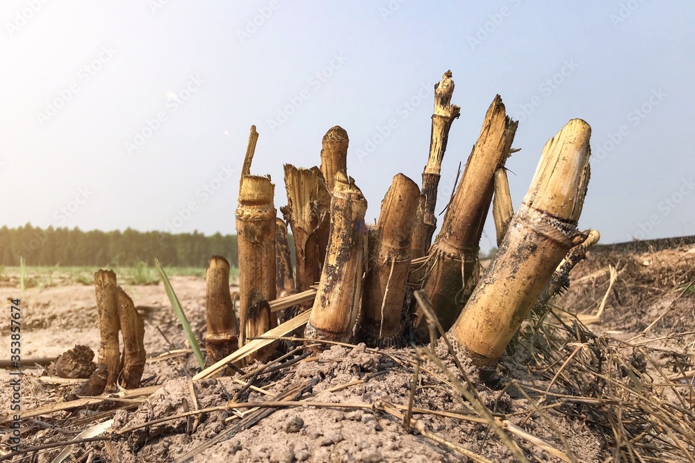 The sugar cane plant is on fire. Stump of sugarcane Growing after being ...