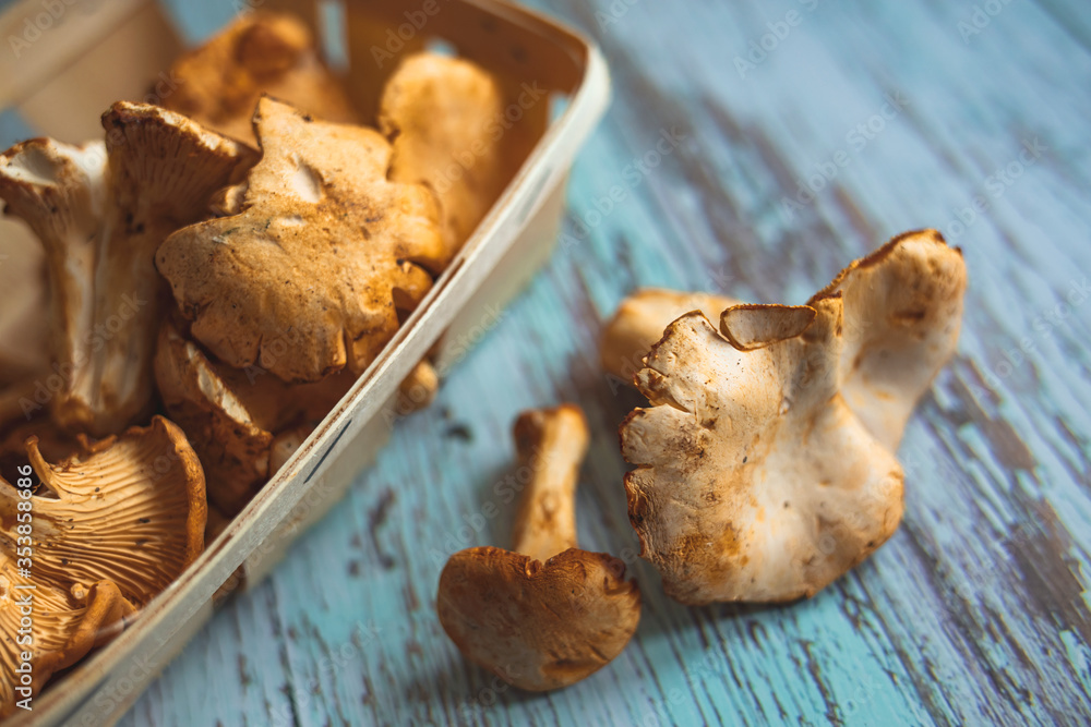 Chanterelle mushrooms close-up on a gray background with place for text ...