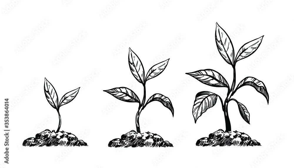Sprout in the ground. growth stages. Vector outline Stock Vector ...