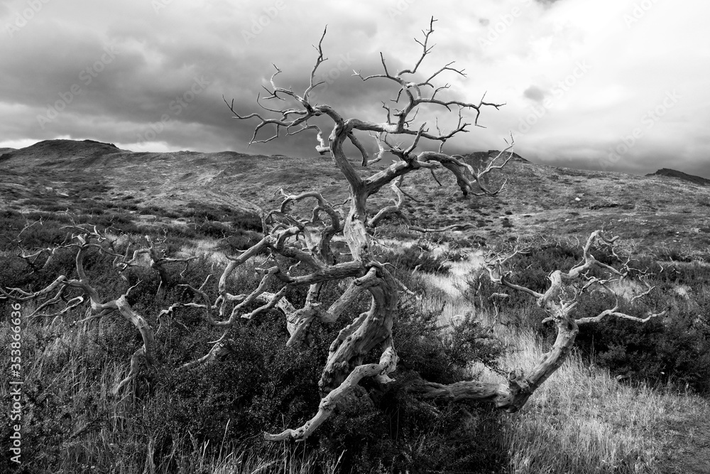 Black and white photograph of dry trees in the typical Patagonia ...