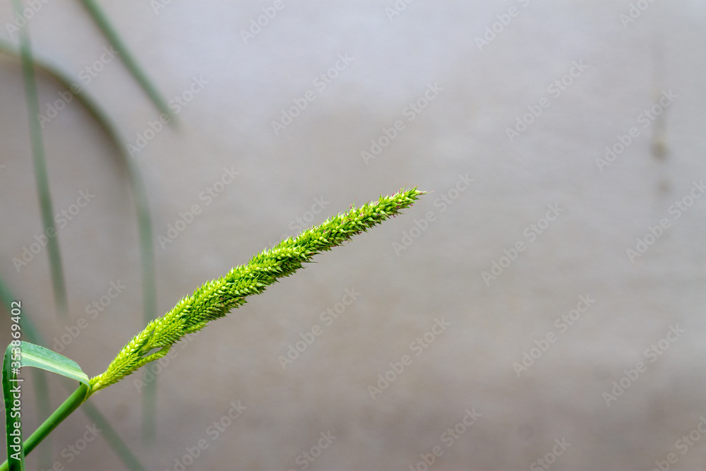 Barnyard grass, Cockspur, Echinochloa crusgalli, cockspur, barnyard ...