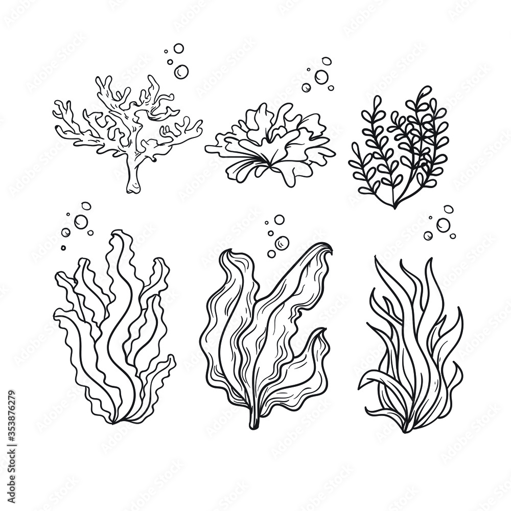 sea plants seaweed vector hand drawing Stock Vector | Adobe Stock
