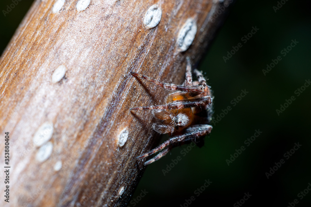 spider super macro 2: 1 magnification. In the spider web. Stock Photo ...