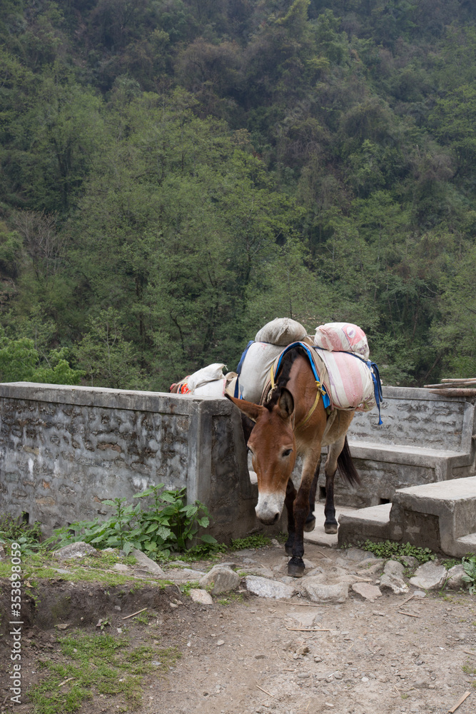 Mule Carrying Bags of Rice Crossing Stone Bridge in Nepal on Annapurna ...