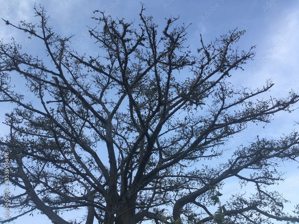 ramas de árbol Stock Photo | Adobe Stock