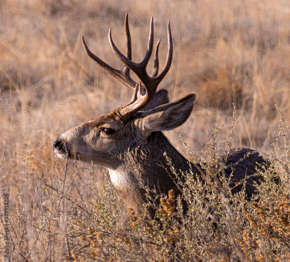 Profile of a 3 point buck lying in the grasslands Stock Photo | Adobe Stock