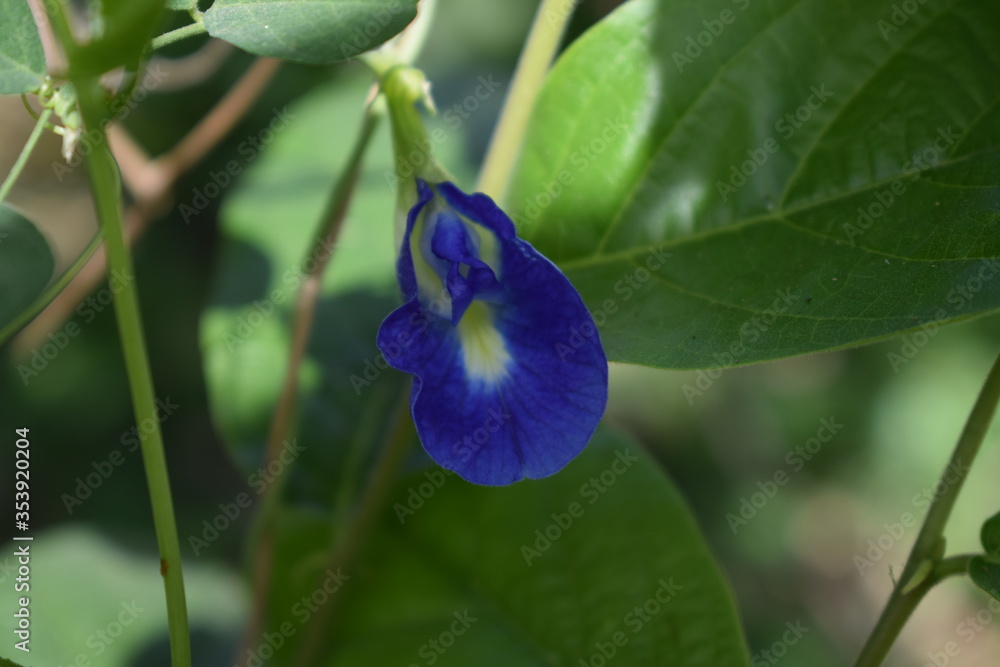 Clitoria ternatea, commonly known as Asian pigeonwings, bluebellvine ...