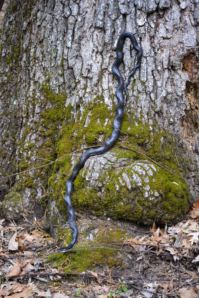 Black rat snake resting on a large oak tree Stock Photo | Adobe Stock