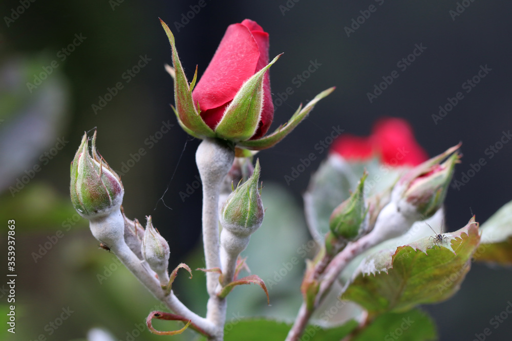 Fungal disease powdery mildew on a rose flower. White plaque on leaves ...
