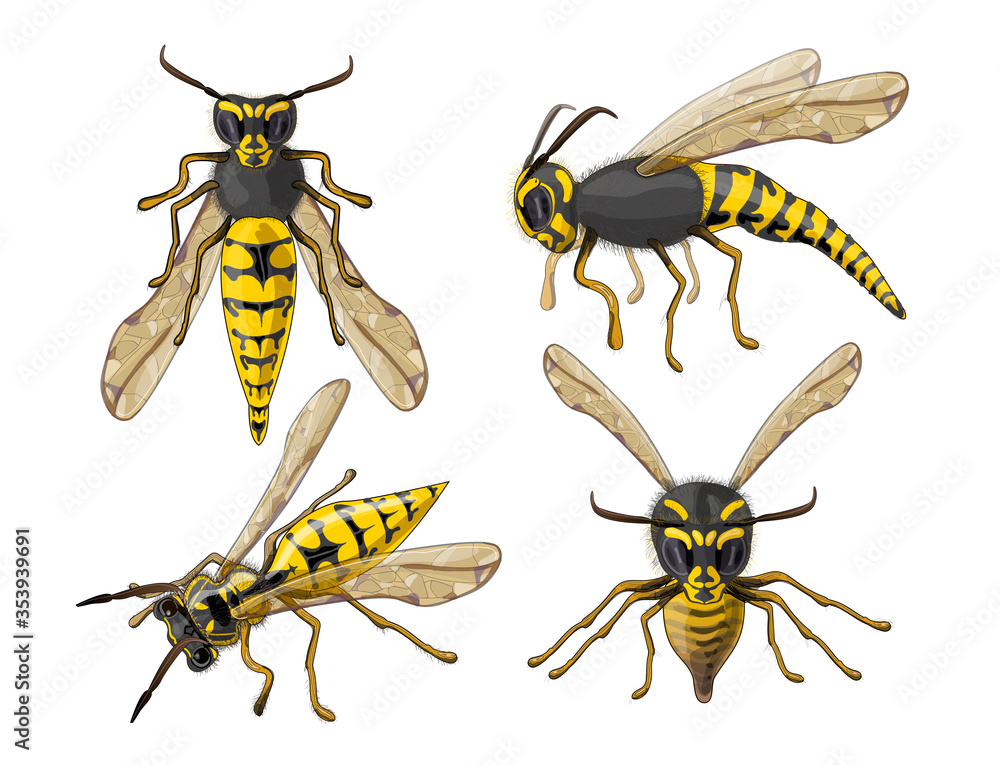 Stock vector illustration. Set of four wasps. The fluffy wasp is drawn ...