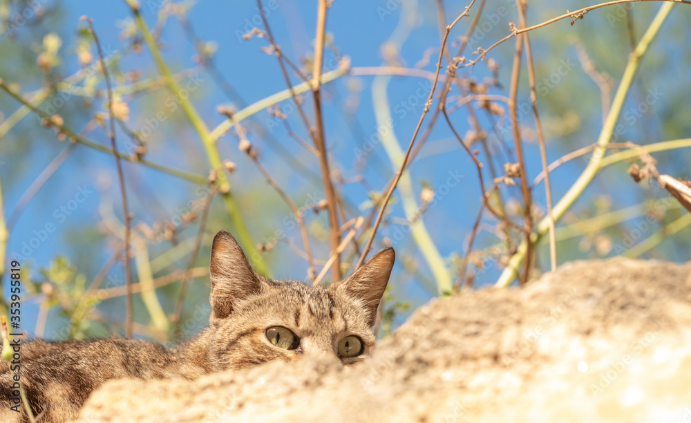 Kitten crouched in the undergrowth. Feline lying down and on the prowl ...