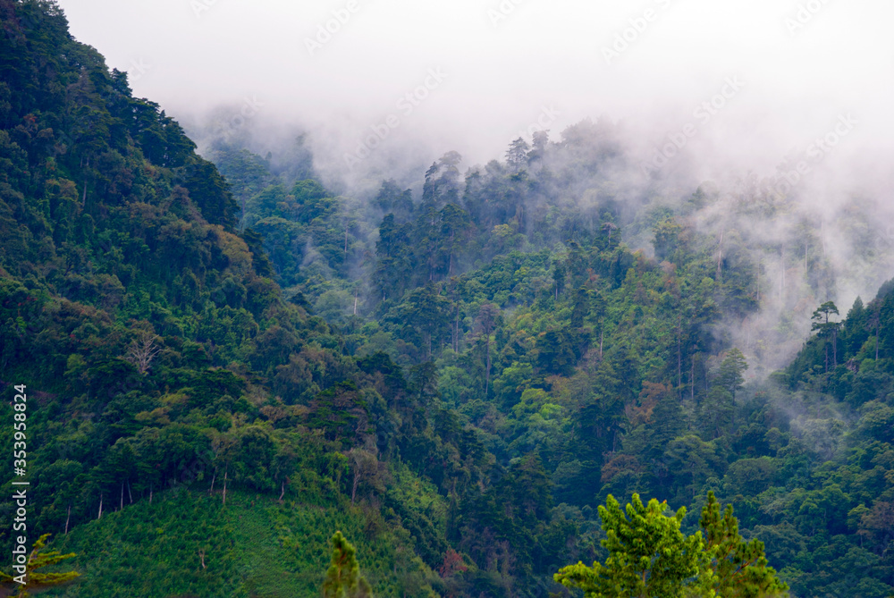 Mountainous forest landscape after the rain, clouds and fresh air ...