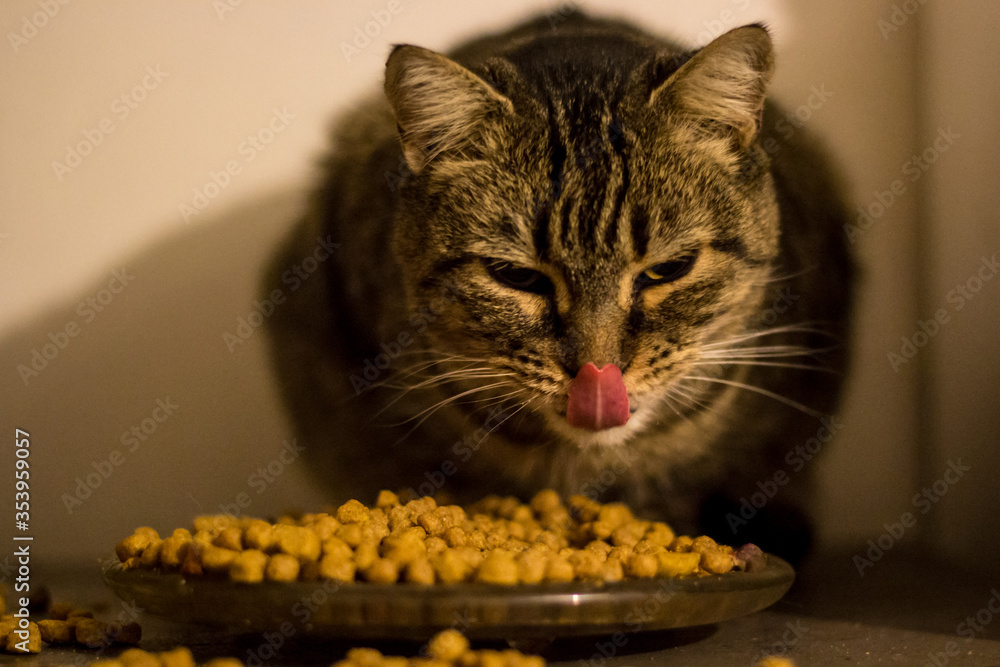 gato,gato comiendo,gato lengua, gato sacando la lengua, gato ...