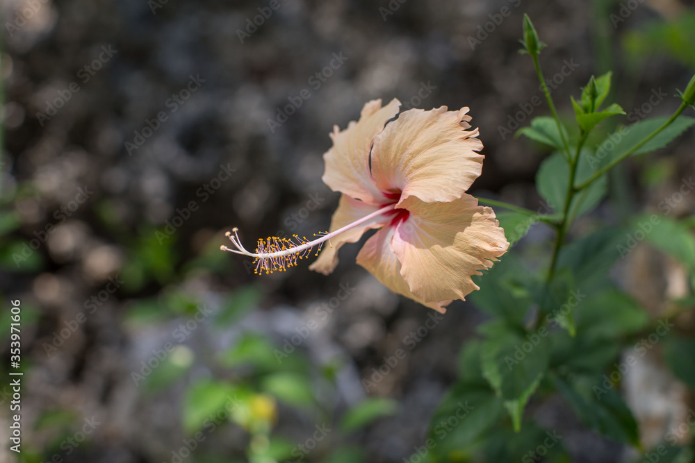 Hibiscus Gumamela flower , flora of the Philippines, gardening and ...