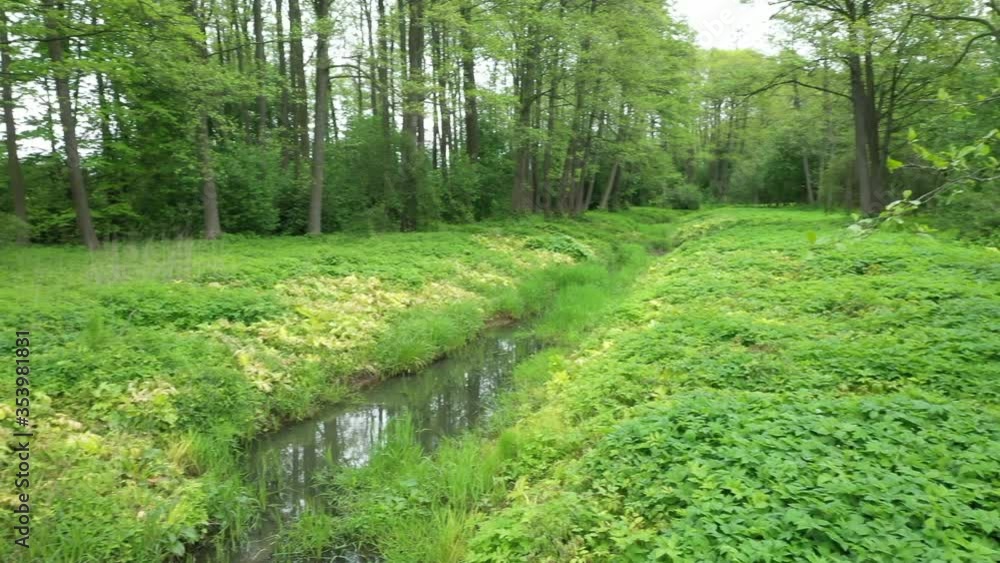 Borshevik Sosnovsky is a large invasive herbaceous plant. Invasive ...