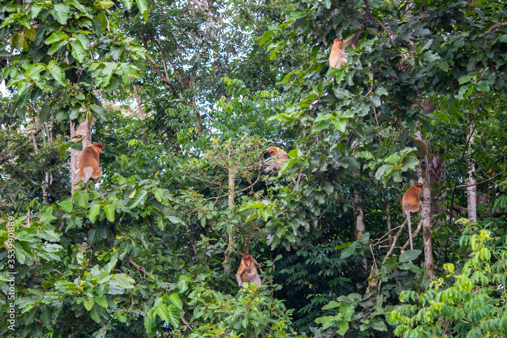 Group of proboscis monkeys hanging on trees of the jungle. Kinabatangan ...