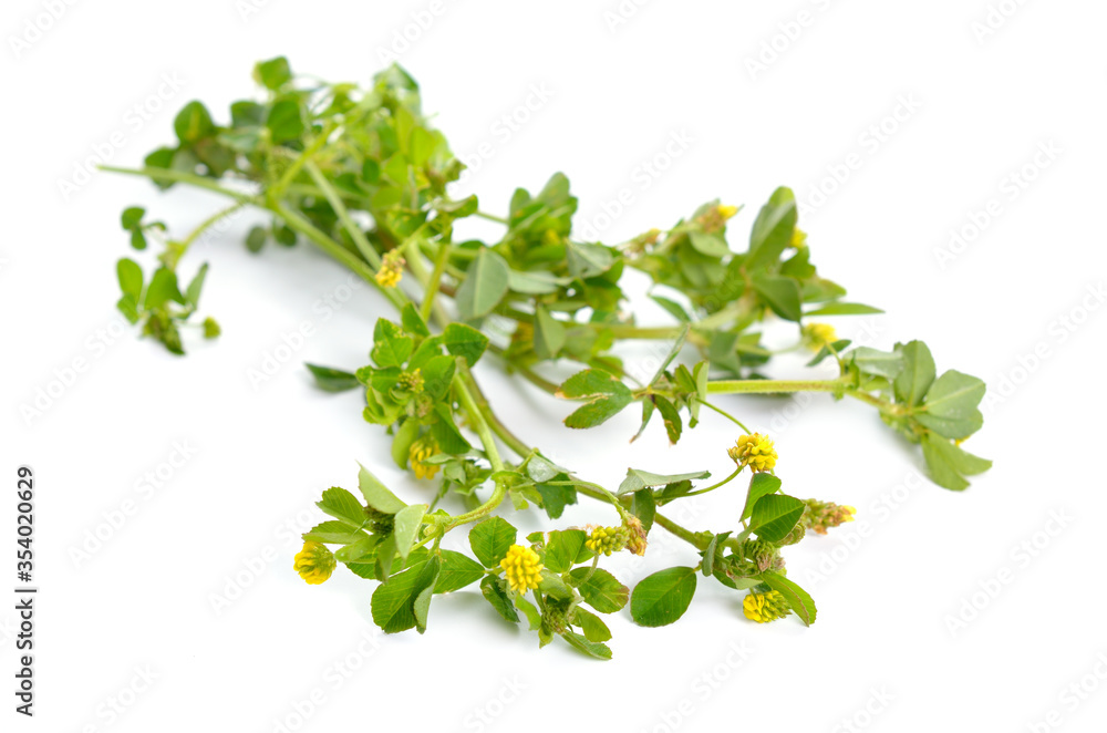 Trifolium dubium, the lesser trefoil, suckling clover or little hop ...