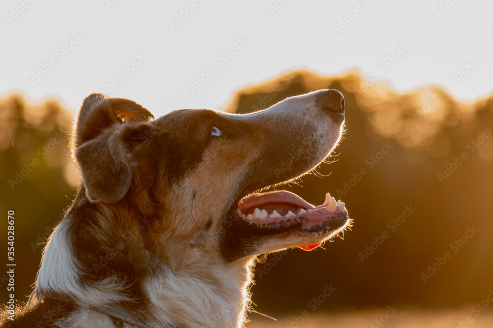 Cara de perro tricolor con ojo azul a contraluz con puesta de sol Stock ...