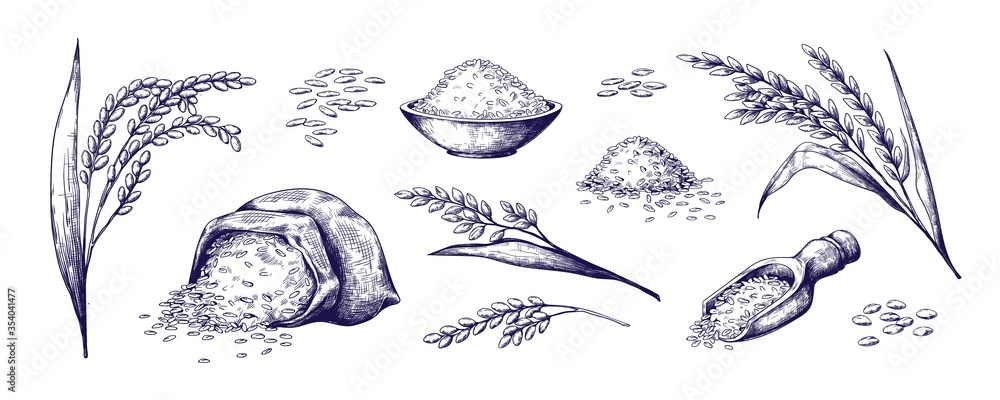 Hand drawn rice. Organic cereal in bag and rice porridge in bowl ...