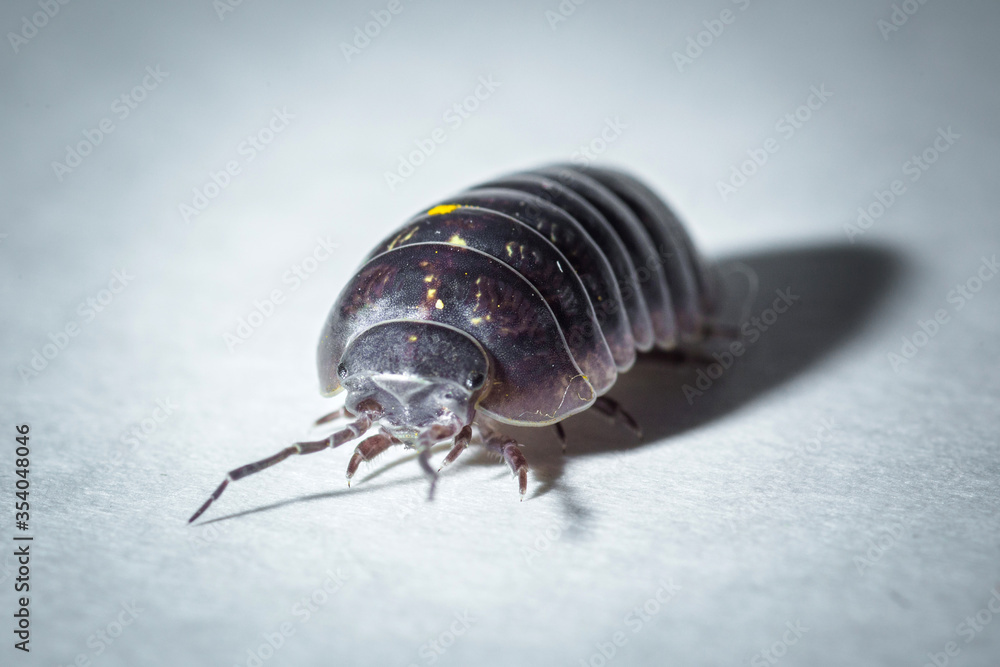 ladybug, insect, fly, wildlife, animals, butterfly, wing, bug, spider ...