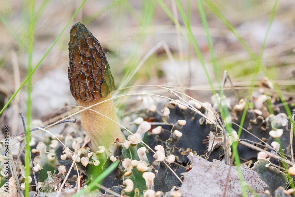 One big Black Morel or Morchella conica mushroom in spring forest with ...