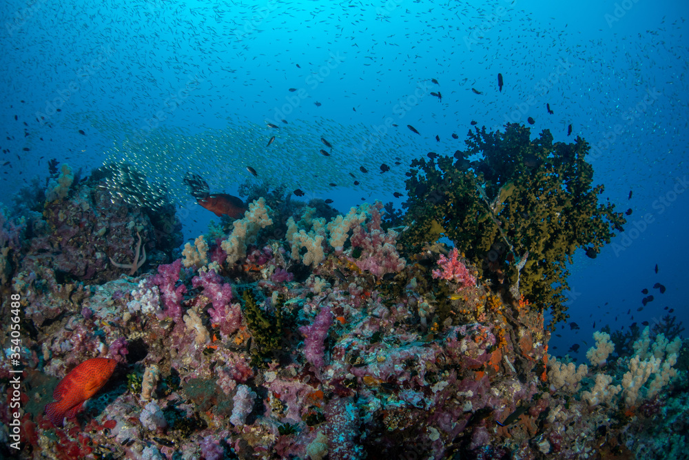 Beautiful pristine coral reefs, with a variety of hard and soft corals ...