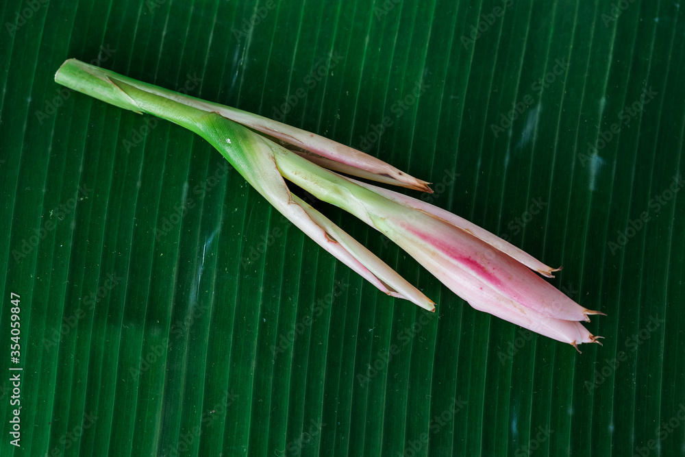 Bunga Kantan known as Torch Ginger flower with scientific name ...