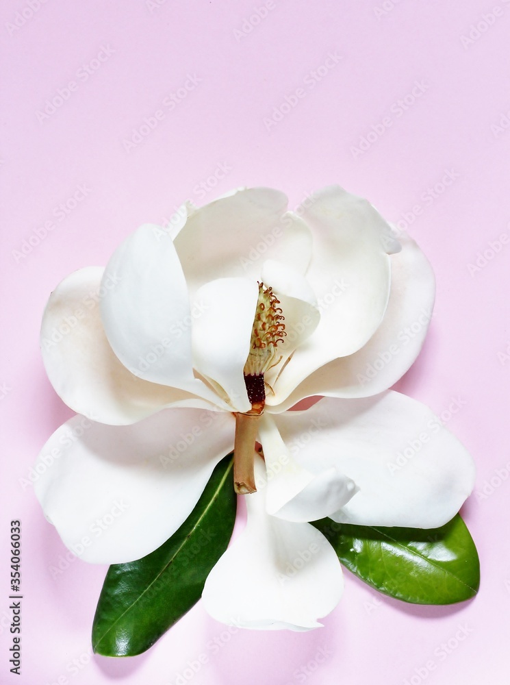 white magnolia background. flowers for postcards. The southern flower ...