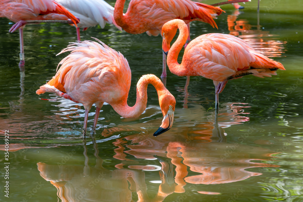 Beautiful pink flamingos stands in the water. A bird looks into the ...