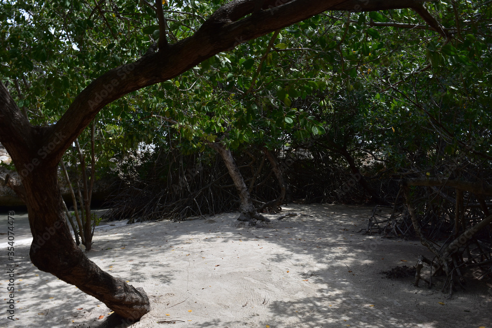 Mangroves on the Beach of Mango Halto in Aruba Stock Photo | Adobe Stock